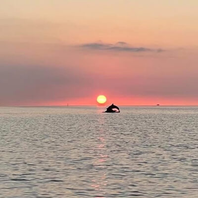 Everglades Sunset Cruise | Smallwood Store Boat Tour