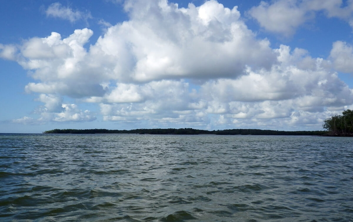 Fakahatchee Island Tour | Smallwood Store Boat Tour