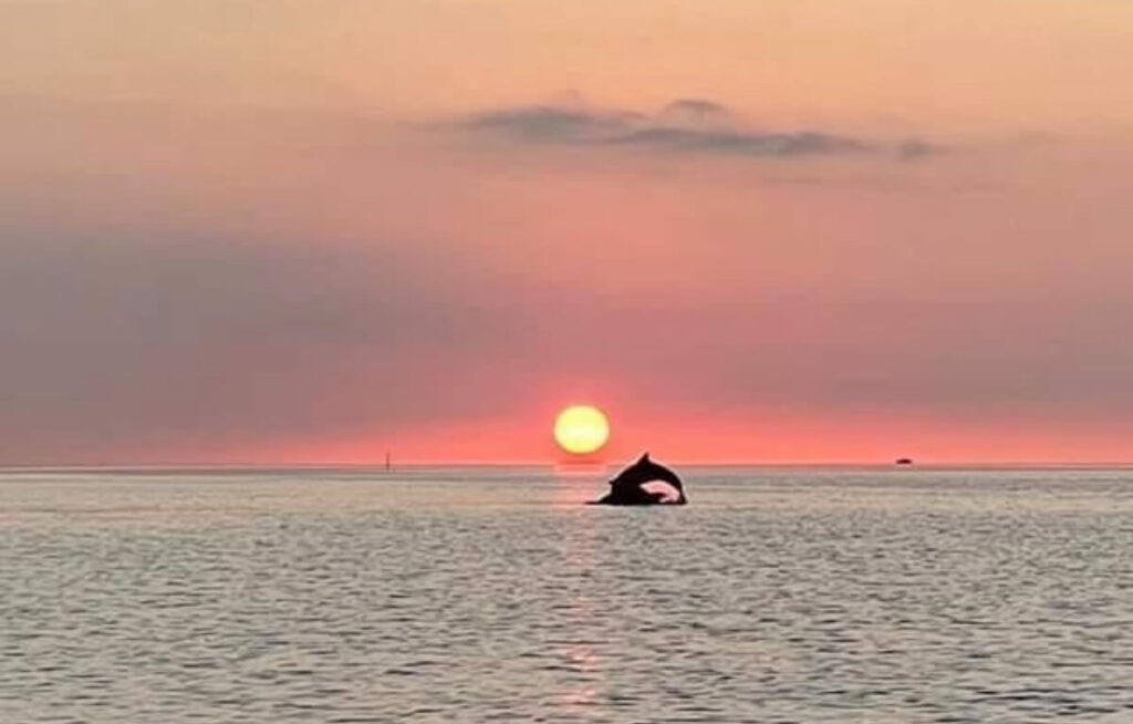 Everglades Sunset Cruise | Smallwood Store Boat Tour